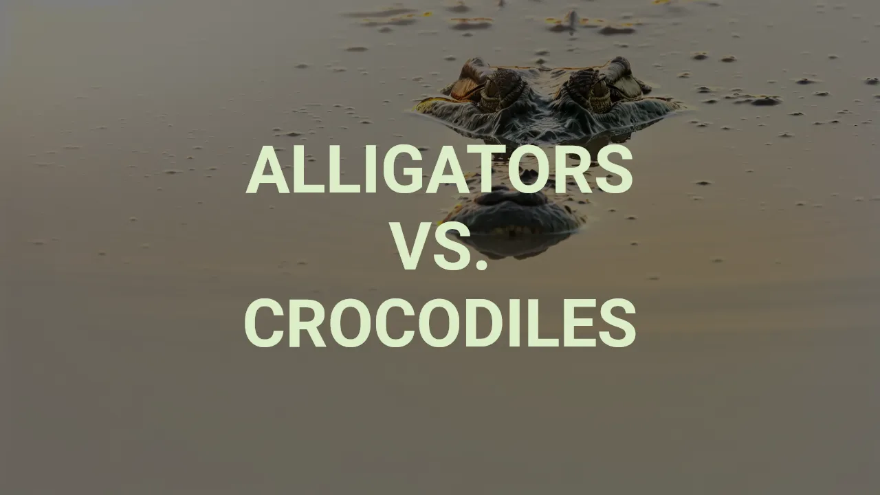 Alligators vs Crocodiles Quiz