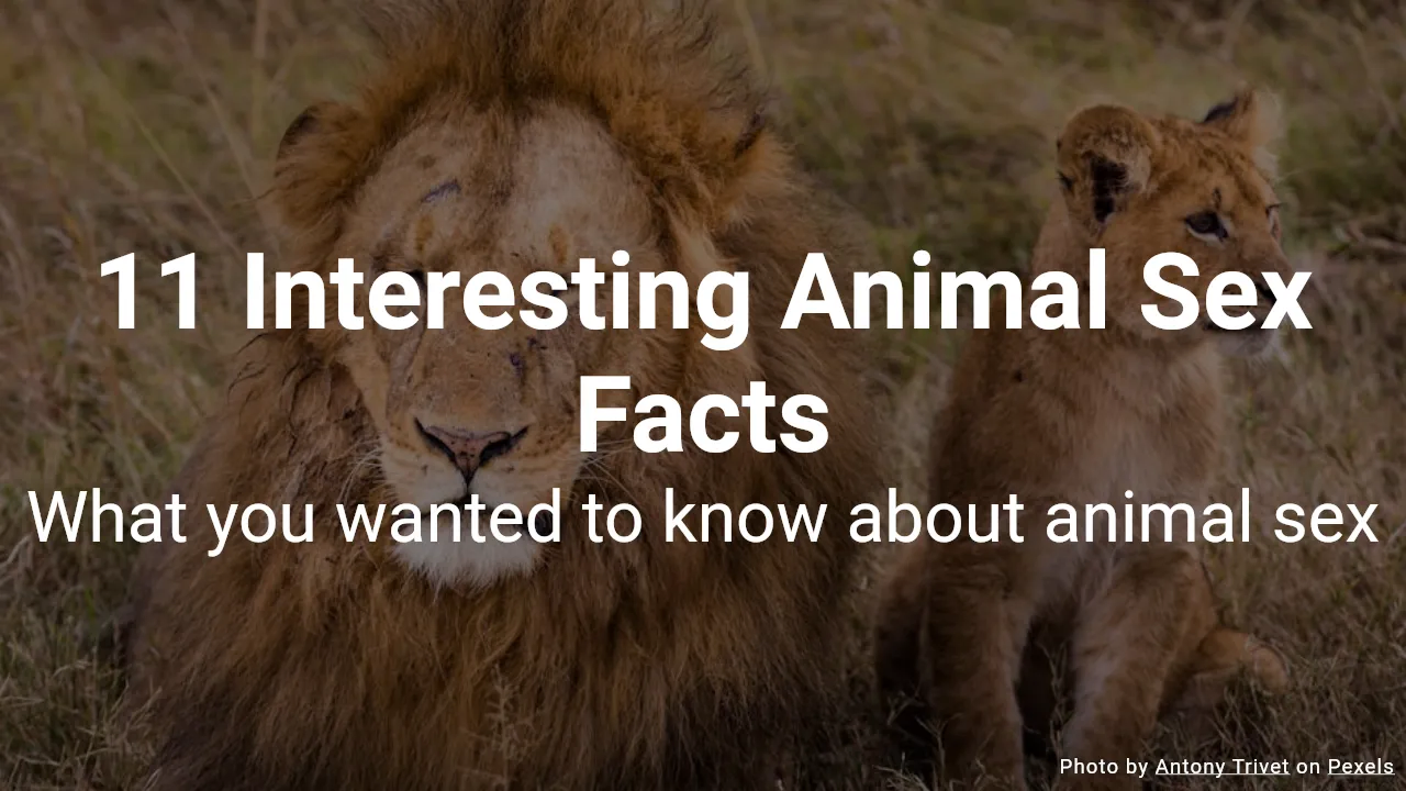 11 Interesting Animal Sex Facts Quiz