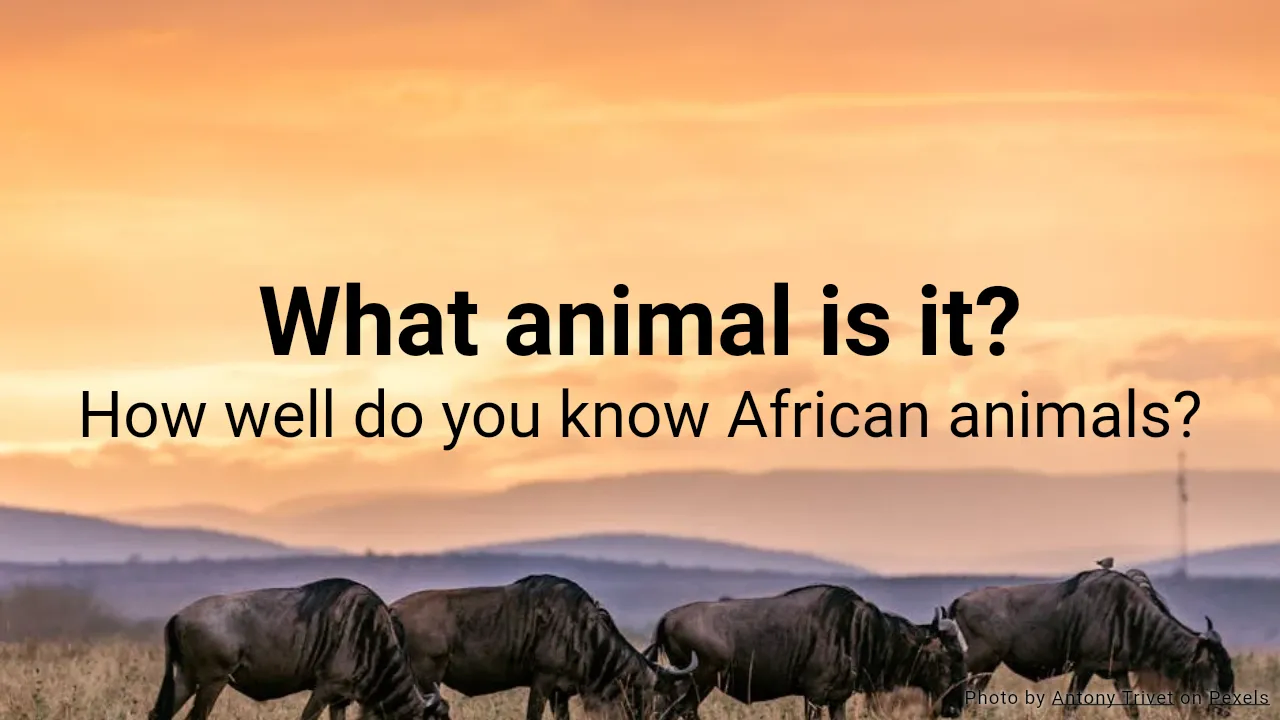 African Animals Quiz: What animal is it?